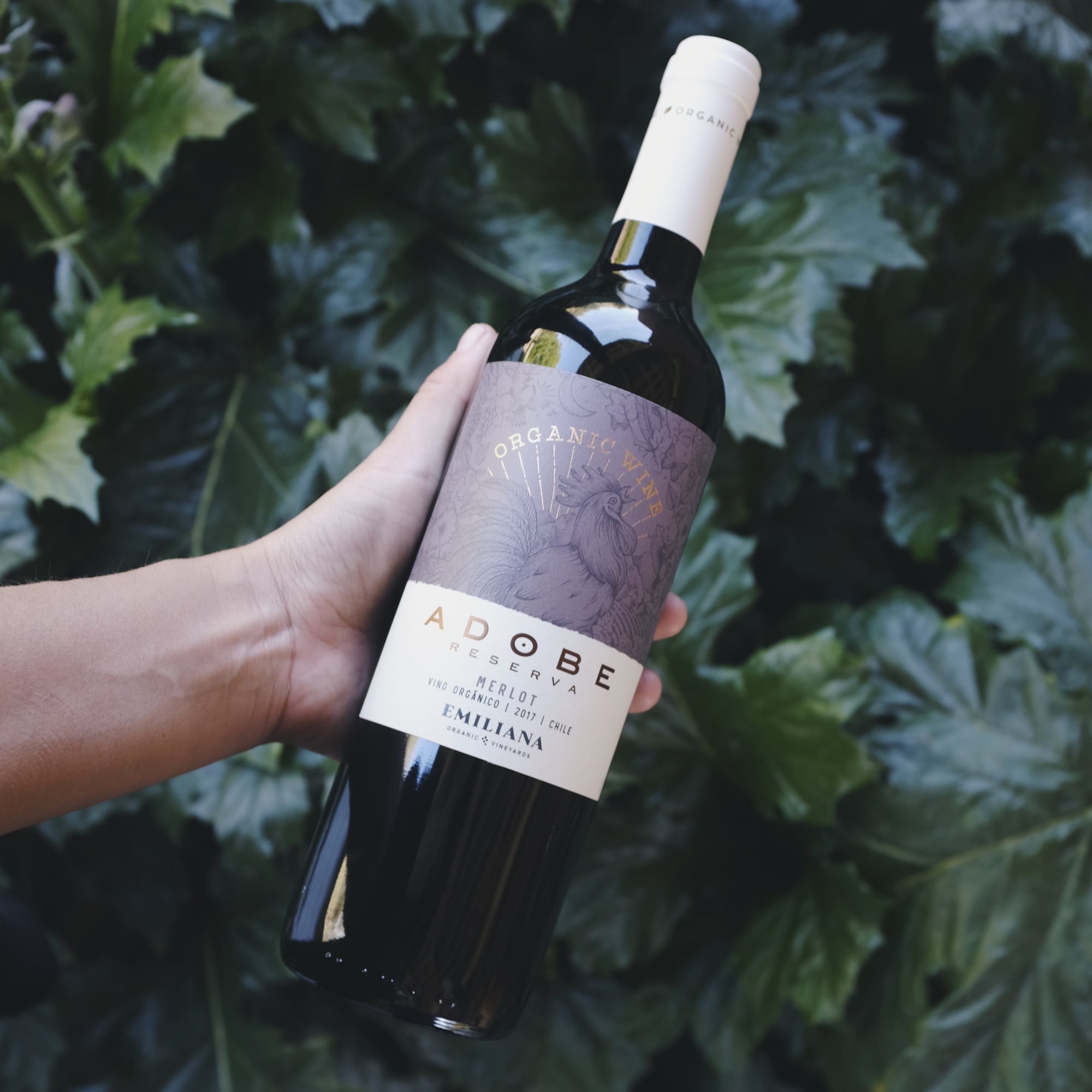 MERLOT – Emiliana – Organic Vineyards